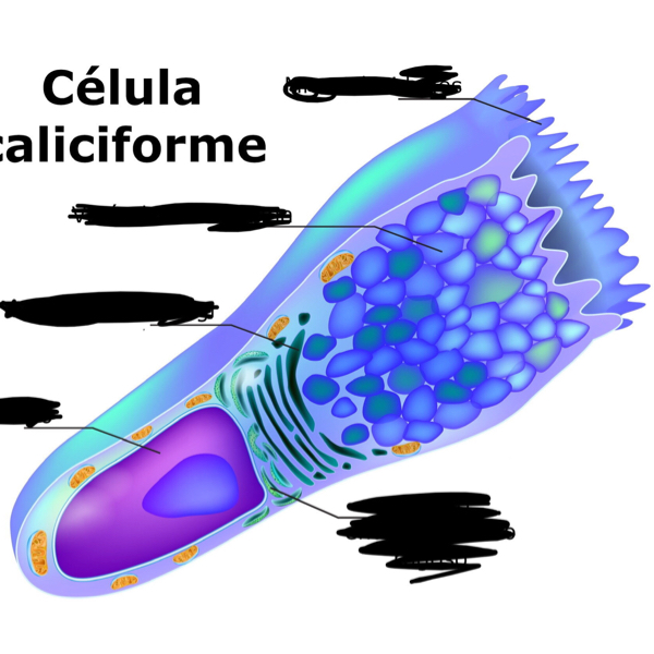 Celula caliciforme