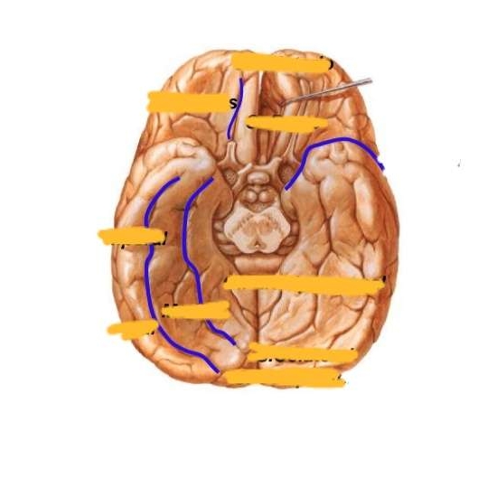 Surcos y giros basal