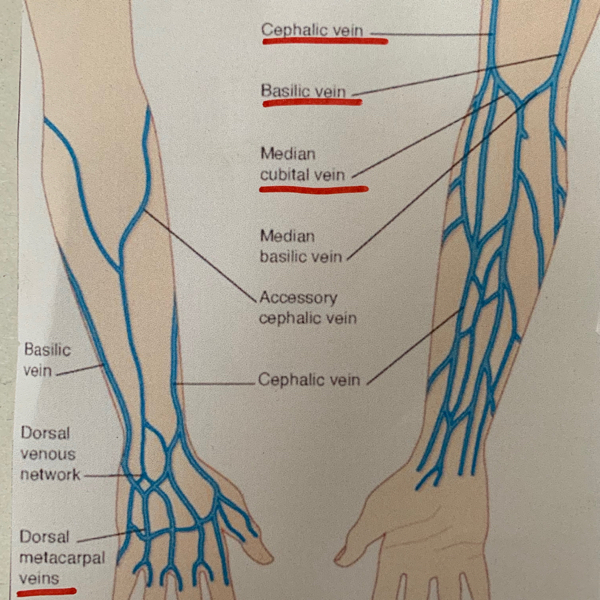 Veins/venepuncture
