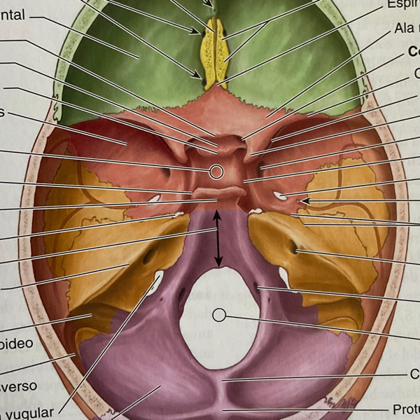 Craneo (cara interna de la base) Moore