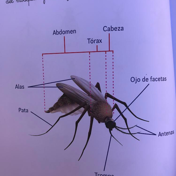Partes del mosquito