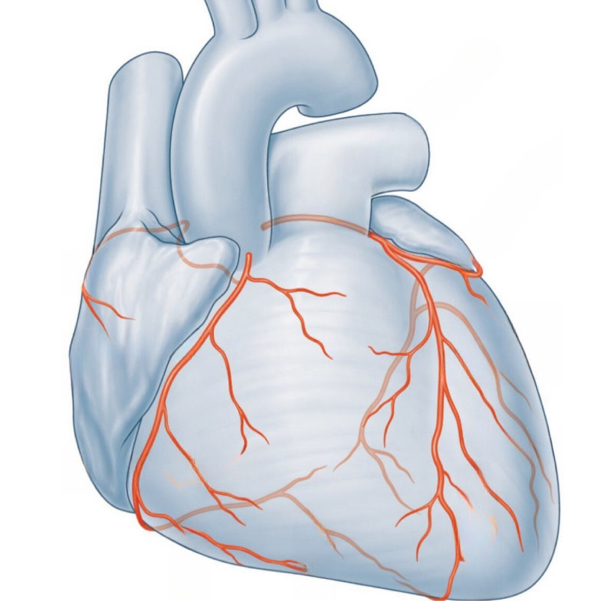 Arterias coronarias