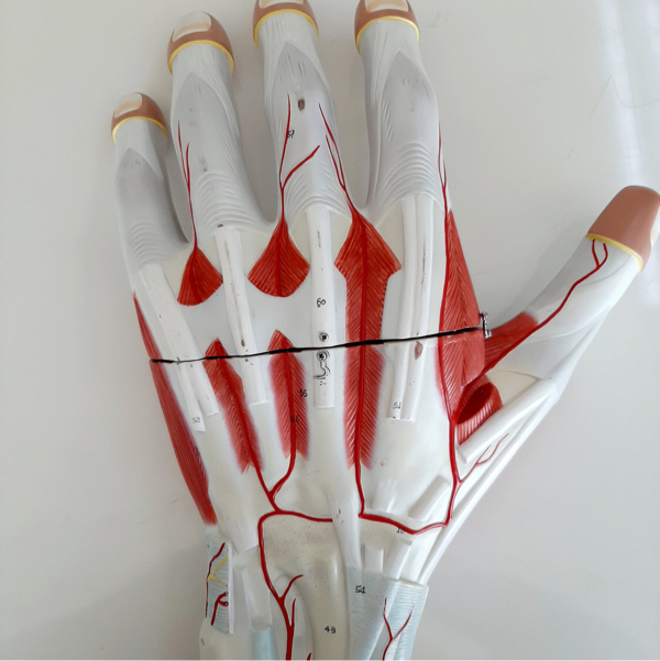 Músculos Superficiales Dorso Mano