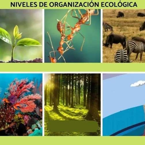 Niveles ecologicos de organización
