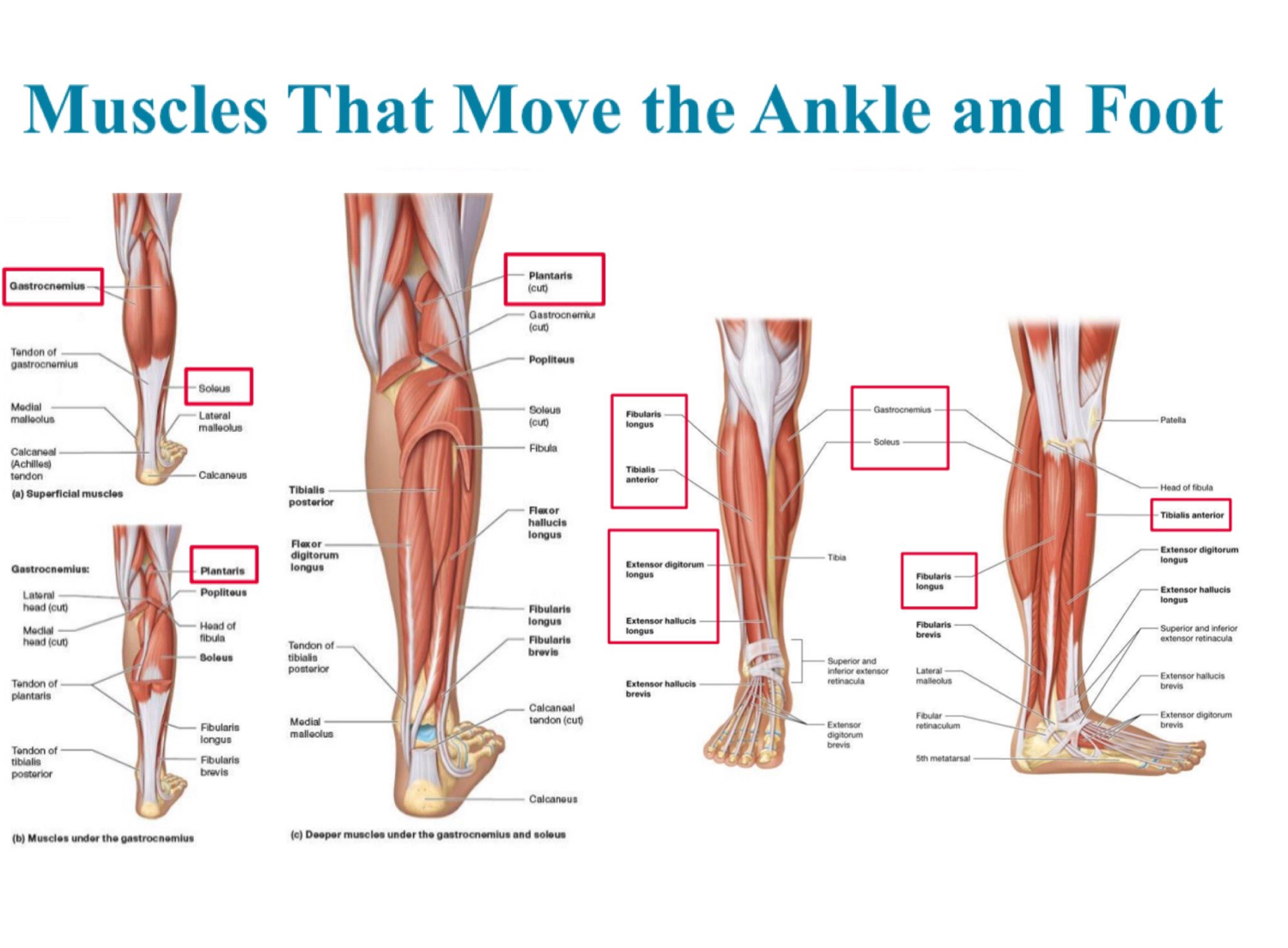 What Muscles Move The Feet