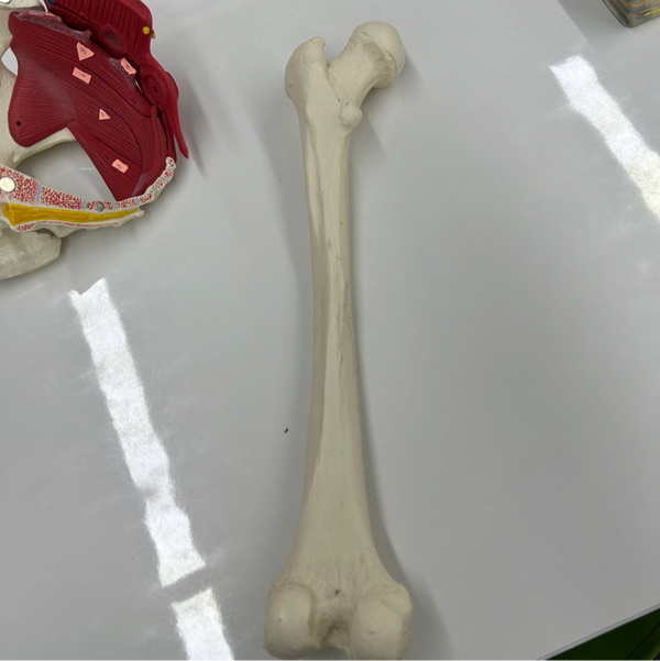 Femur