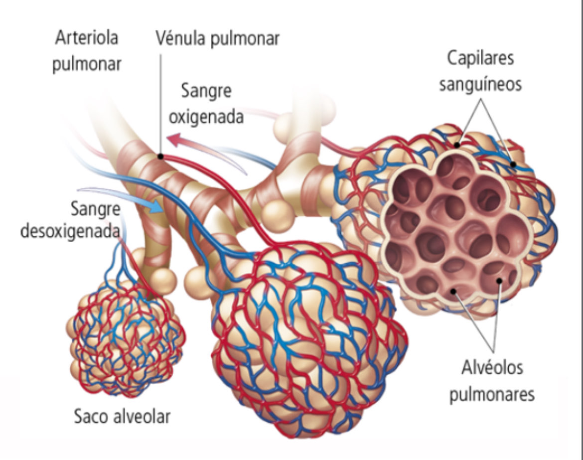 Sacos Alveolares