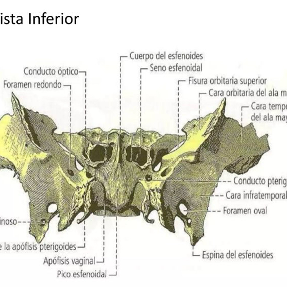 Hueso esfenoides