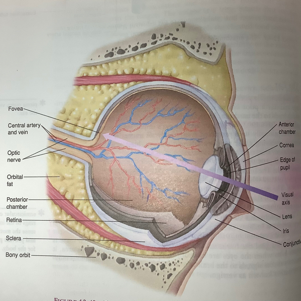 Central Fovea Labeled