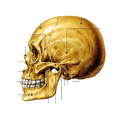 Estructura ósea de la cabeza