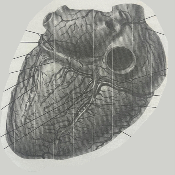 Lamina anatómica del corazón vascular, cara posterior