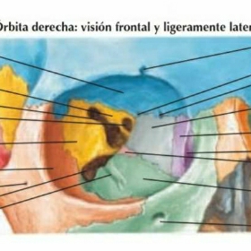Órbita derecha: visión frontal y ligeramente lateral