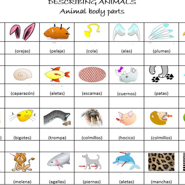 Partes del cuerpo animales
