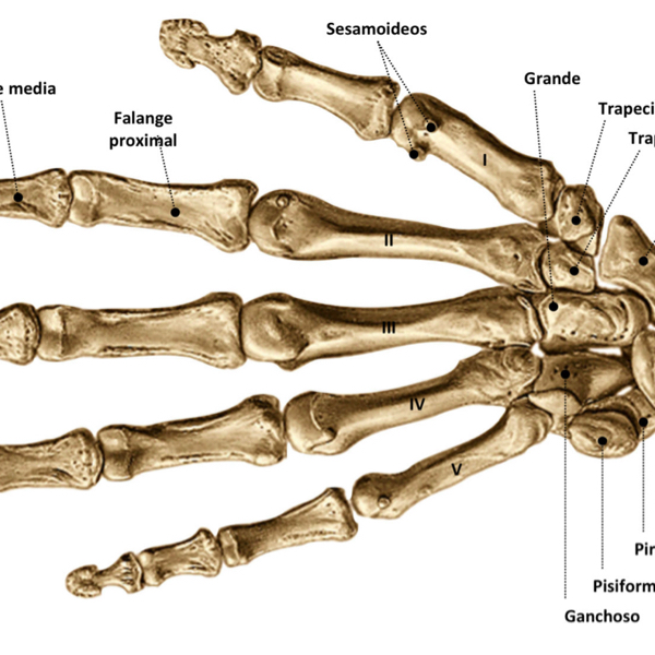 Visión palmar del esqueleto de la mano derecha.
