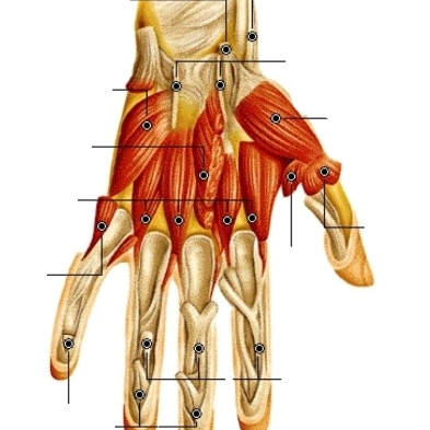 Estructura muscular de la mano