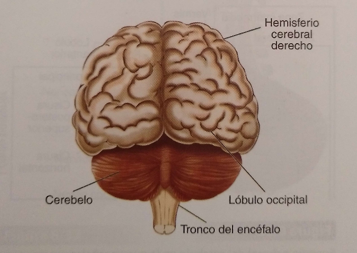 Vista Posterior Del Cerebro Fórnix (cerebro) Wikipedia, La