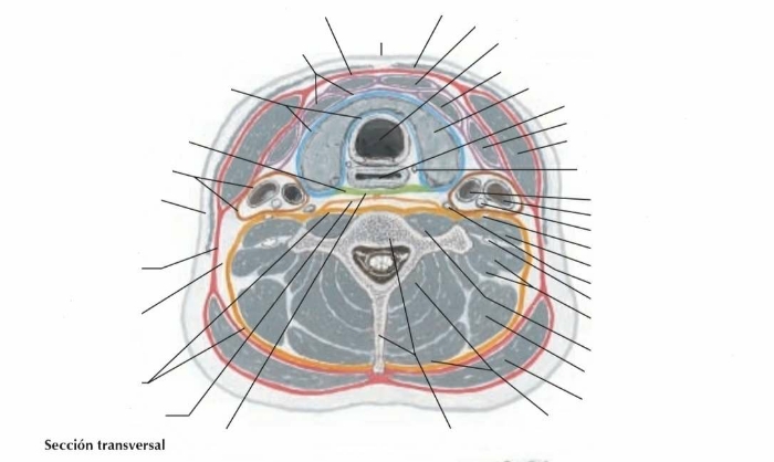 Anatomía De La Sección Transversal Del Cuello Ilustración De