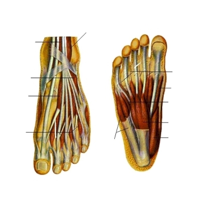 Estructura muscular del pie