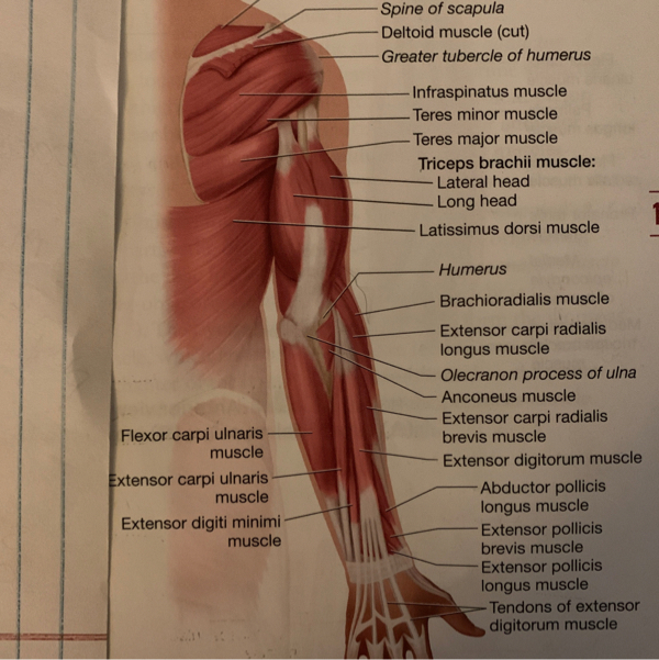 Posterior view of muscles of right upper limb
