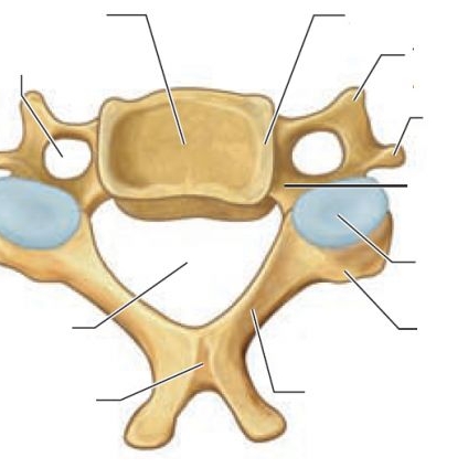 Vértebra cervical común