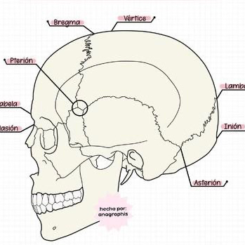 Puntos craneometricos