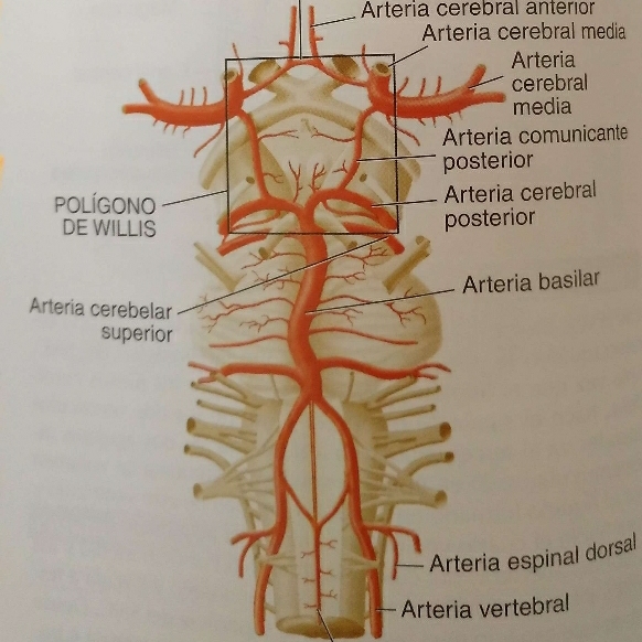 Ramificaciones arteriales — Juego de Quiz | Kharty