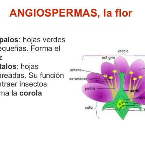 Angiosperma