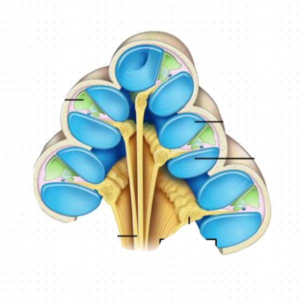 Estructura de la coclea