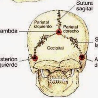 Suturas posterior del craneo