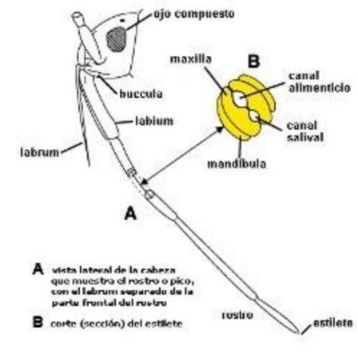 Aparato bucal Hemíptera