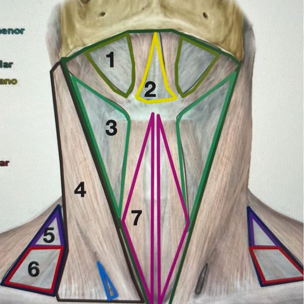 Triángulos del cuello