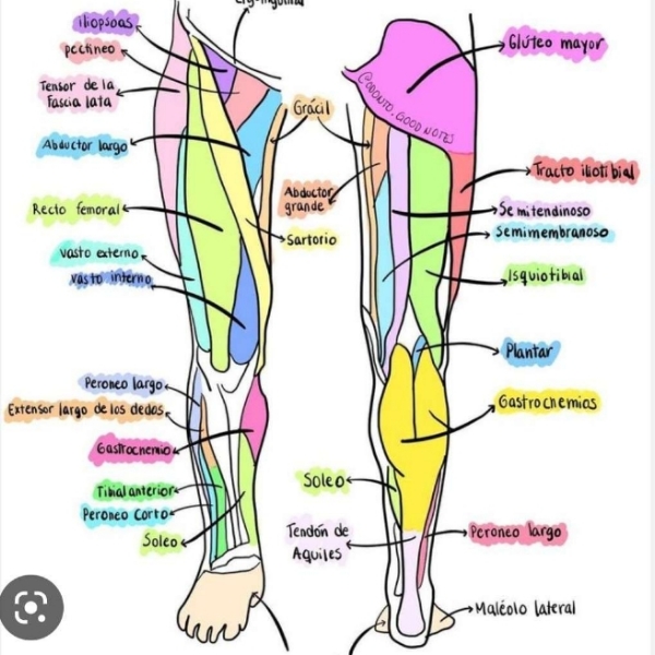 Musculos de Miembro inferior