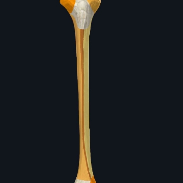Tibia