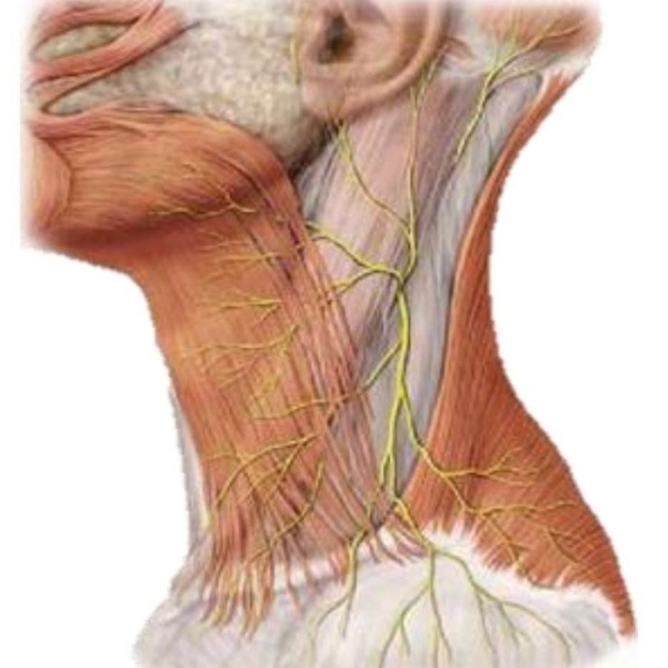 ramos superficiales del plexo cervical
