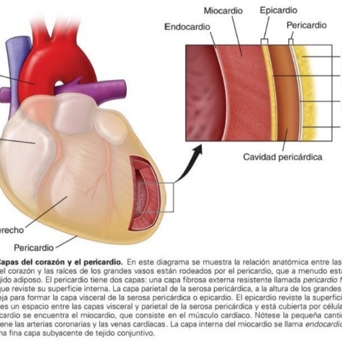 Capas del corazón y el pericardio