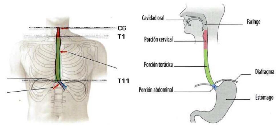 Diagrama De Esofago Simples
