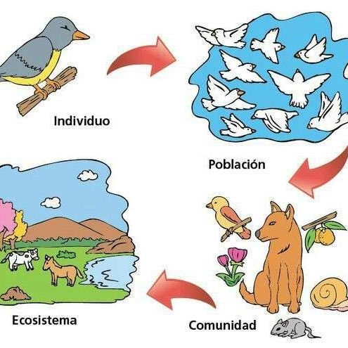 Niveles ecologicos de organización