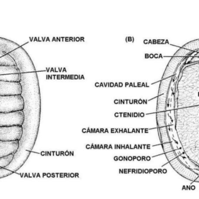 Polyplacophora: Chiton granosus