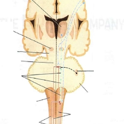 Vía retículoespinal