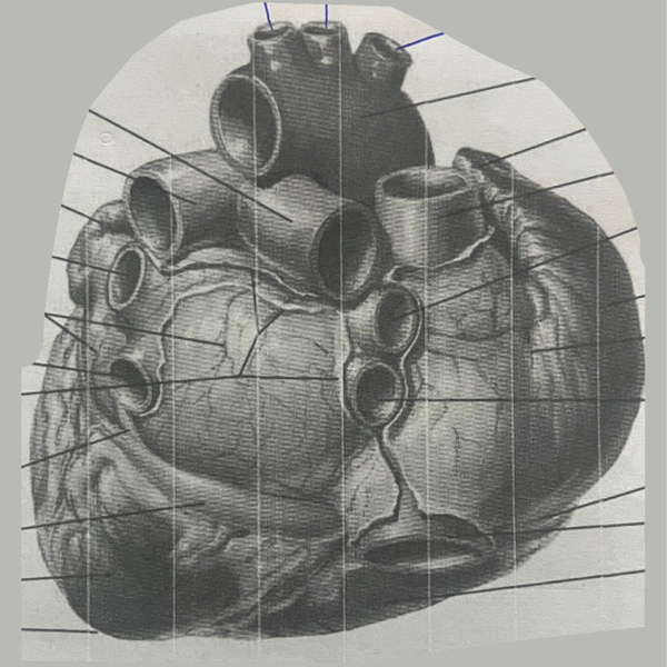 Lamina anatómica del corazón, cara posterior