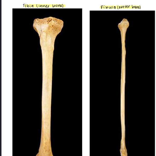 Tibia and Fibula anterior view (right side)