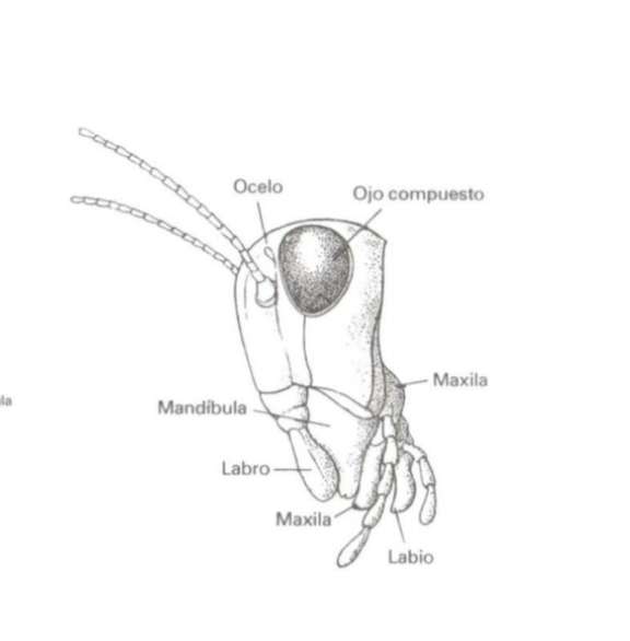 Diagrama De Ojo De Insecto