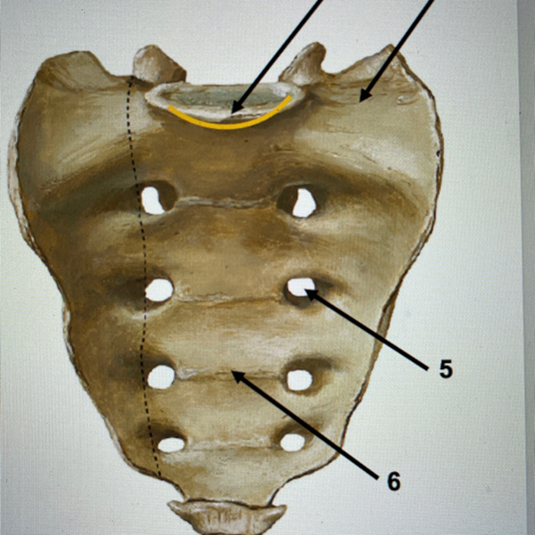 Sacro vista anterior