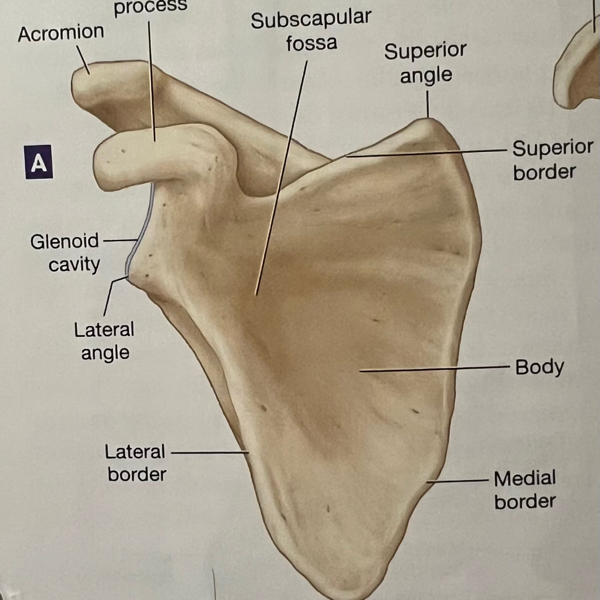 Right scapula