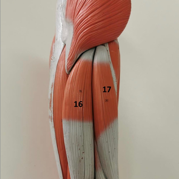 Muslo posterior superficial