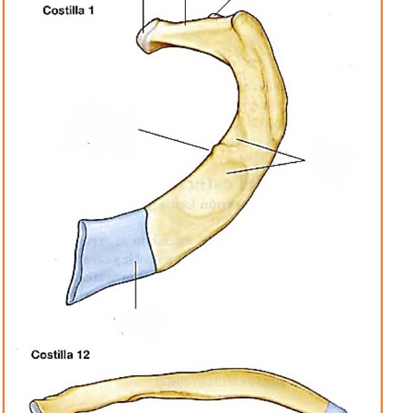 Costilla 1