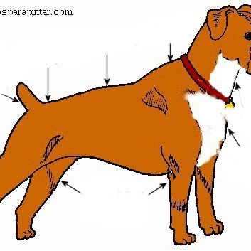 Partes de un perro