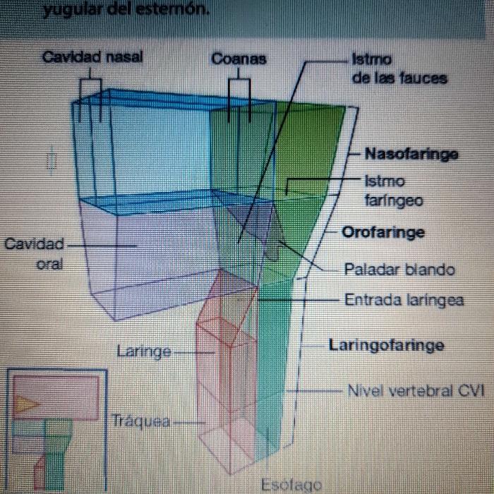 Diagrama De Orofaringe Ilustración De Icono De Orofaringe En Vector