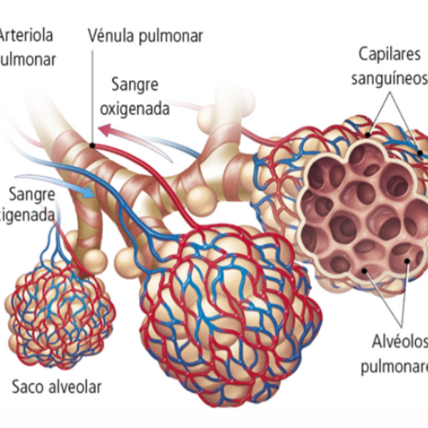 Alveolos pulmonares