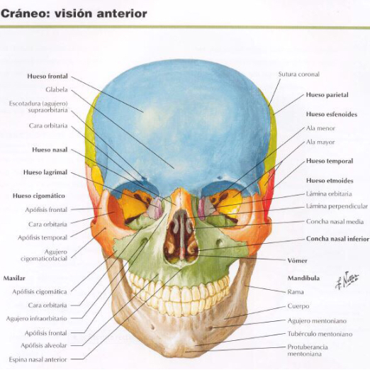 Cráneo: visión anterior. Netter.